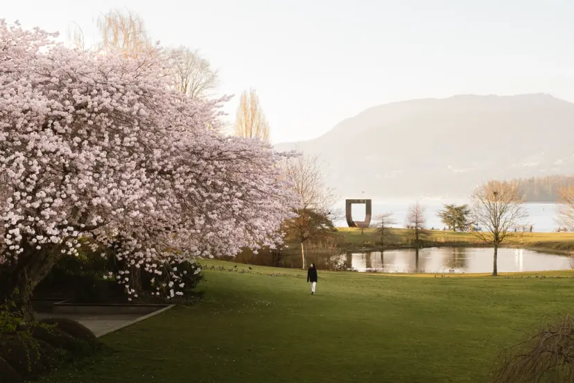 Vancouver Cherry Blossom Festival 2026: Highlights Worth The Walk ...