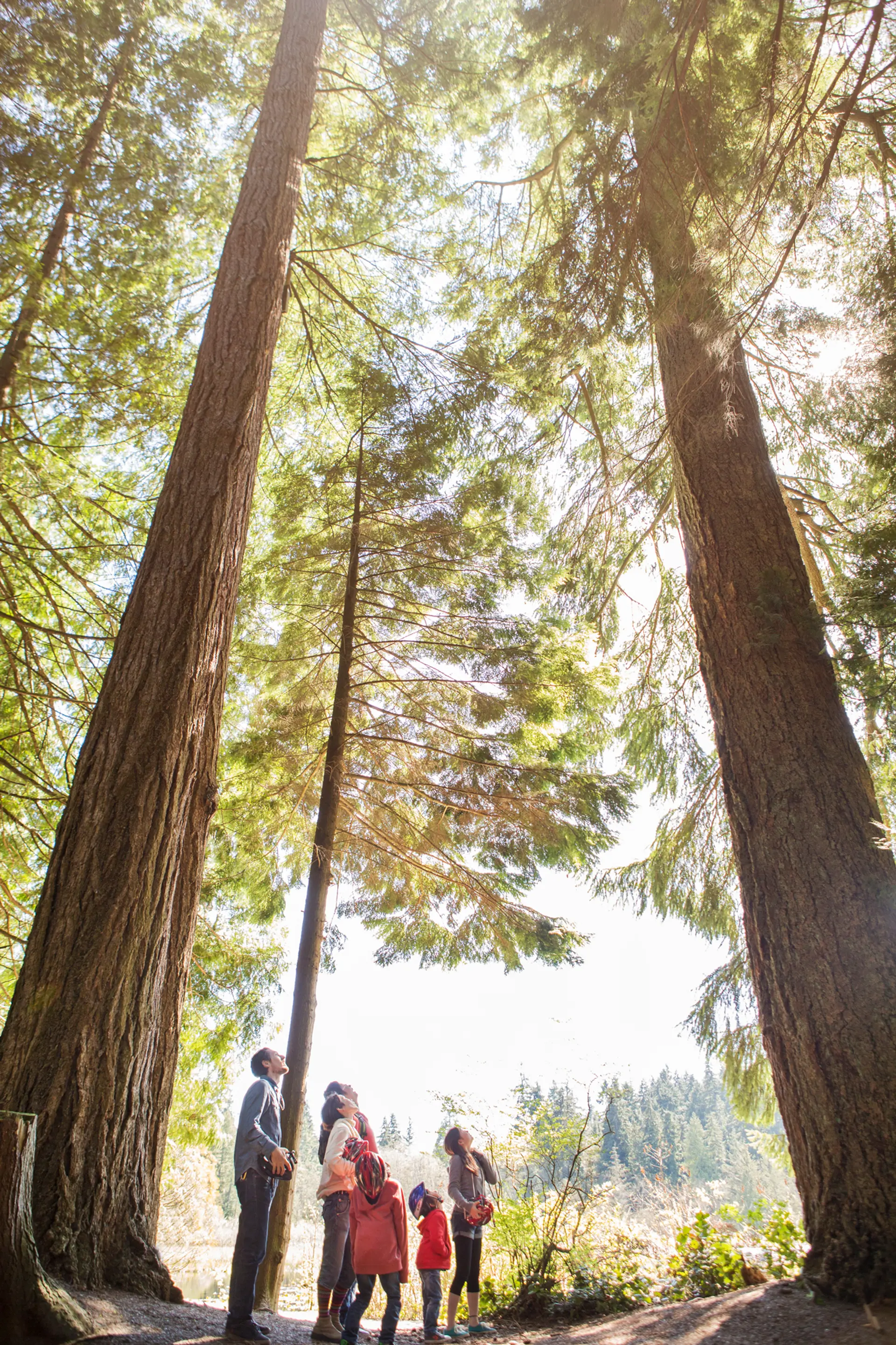 Where to See Big Trees in Vancouver | Destination Vancouver