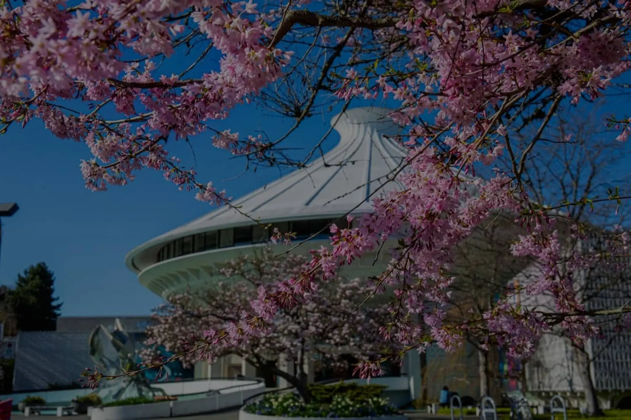 Vancouver Cherry Blossom Festival | Events & Bloom Tips