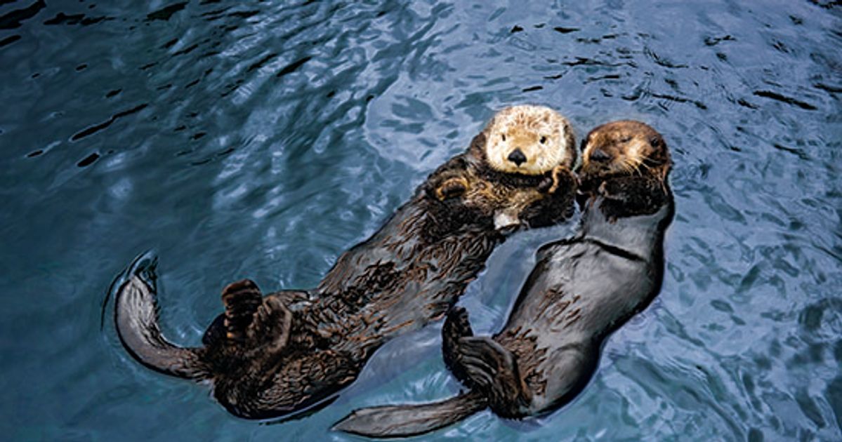 You Otter Know that Saturday Kicks Off Otter Awareness Week at ...