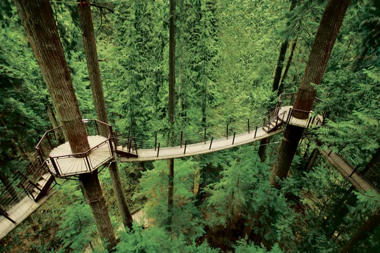 Where to See Big Trees in Vancouver | Destination Vancouver