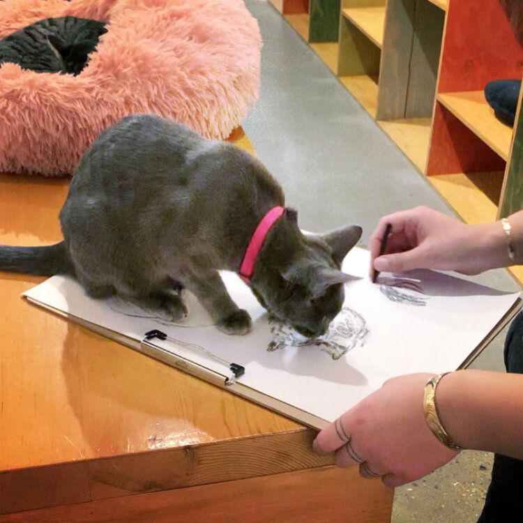 Unique thing to do in Vancouver #463: Cat Life Drawing Workshop ...