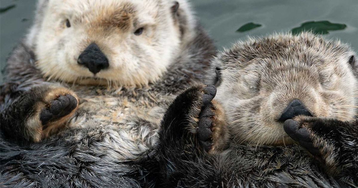 The Most Adorable Week of the Year: Sea Otter Awareness Week ...
