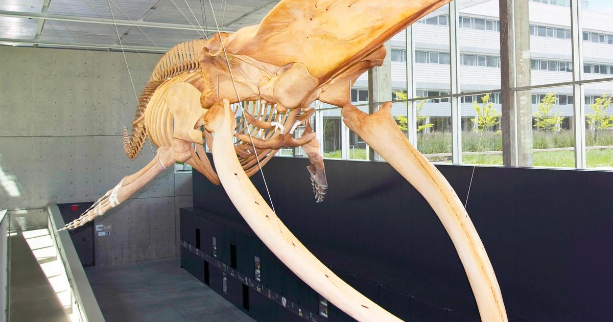 Beaty Biodiversity Museum | Destination Vancouver