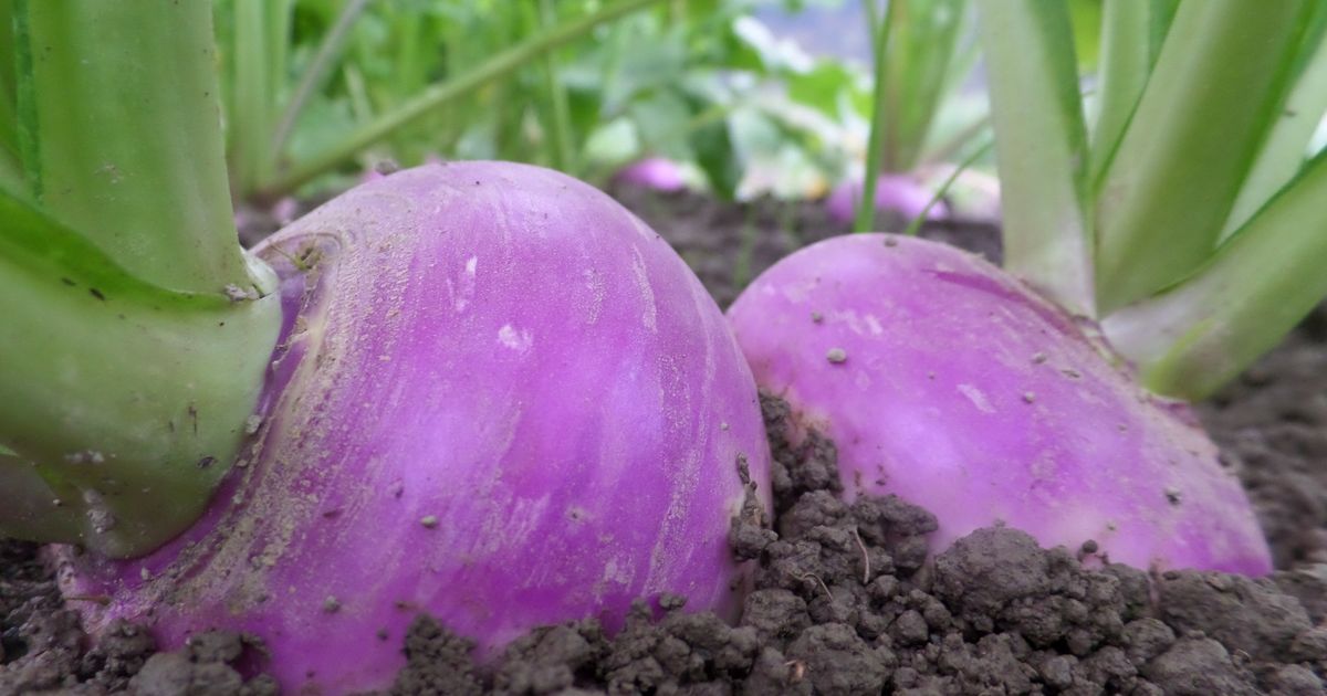 Farmers Market Guide | Destination Vancouver