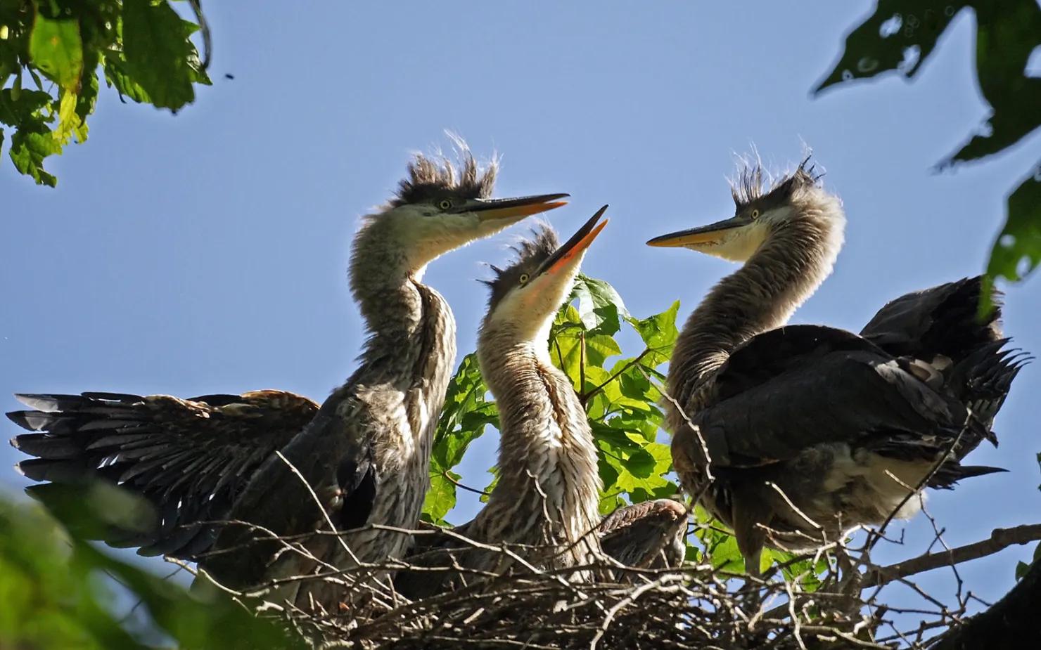 Bird Nesting Tourism: Discover Nature’s Hidden Wonders Today - Birds