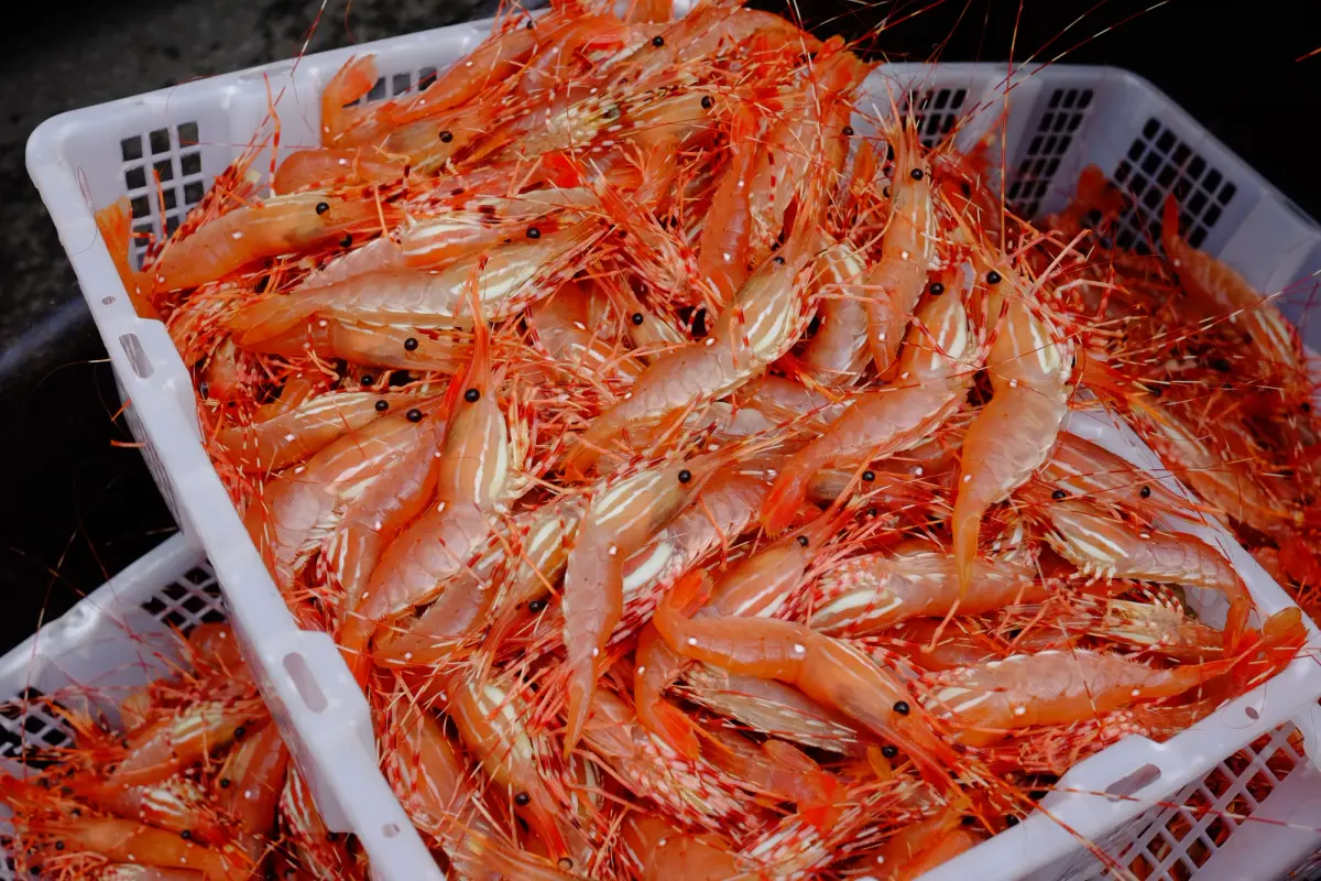 Where to Eat the Freshest Spot Prawns in Vancouver | Destination Vancouver